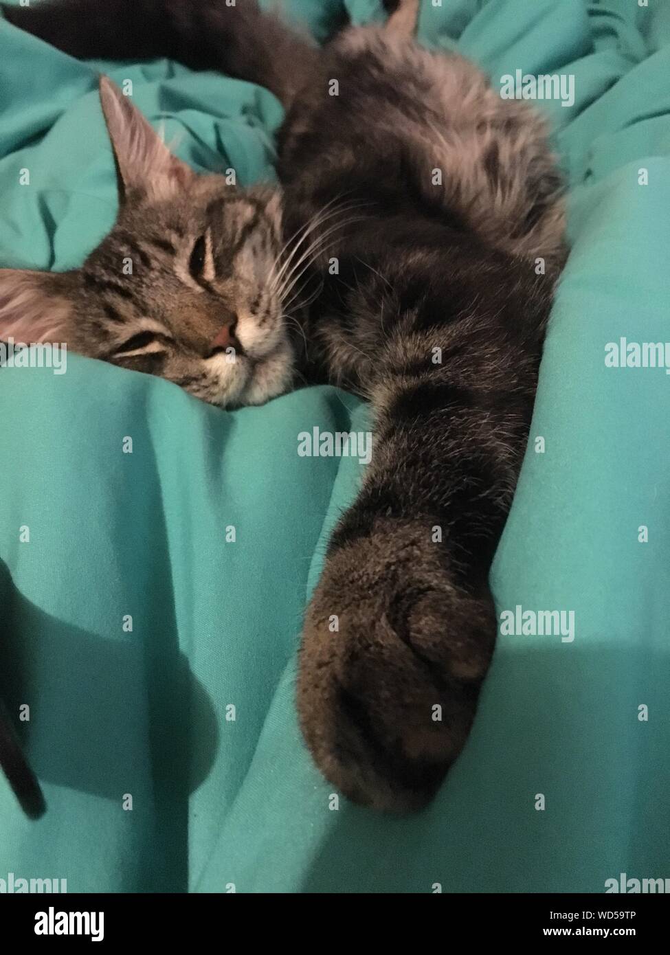 Stretched_out hi-res stock photography and images - Alamy