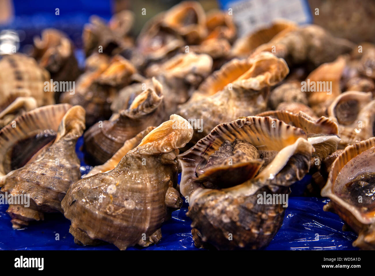 Conch shells hi-res stock photography and images - Alamy