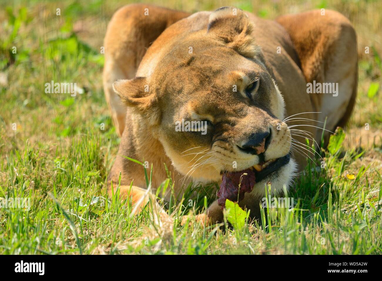 Lion eating in wild hi-res stock photography and images - Alamy