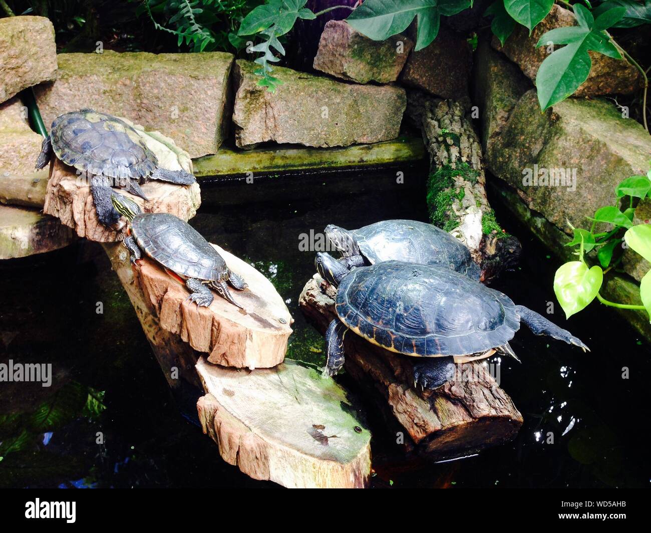 Turtles captivity hi-res stock photography and images - Alamy