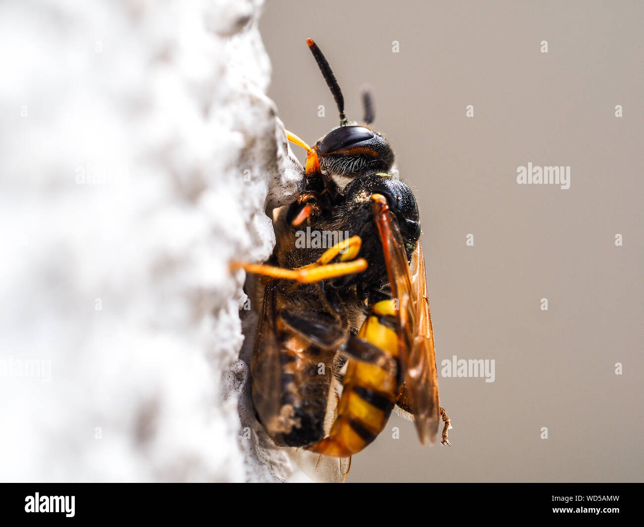 Black wasp mating hi-res stock photography and images - Alamy