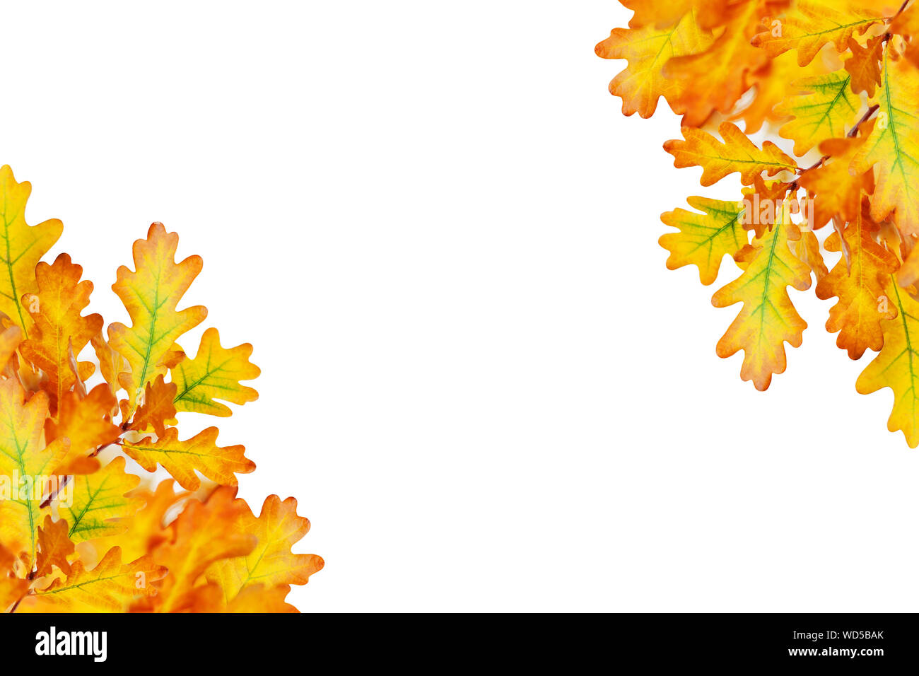 Oak Leaf Border Clip Art