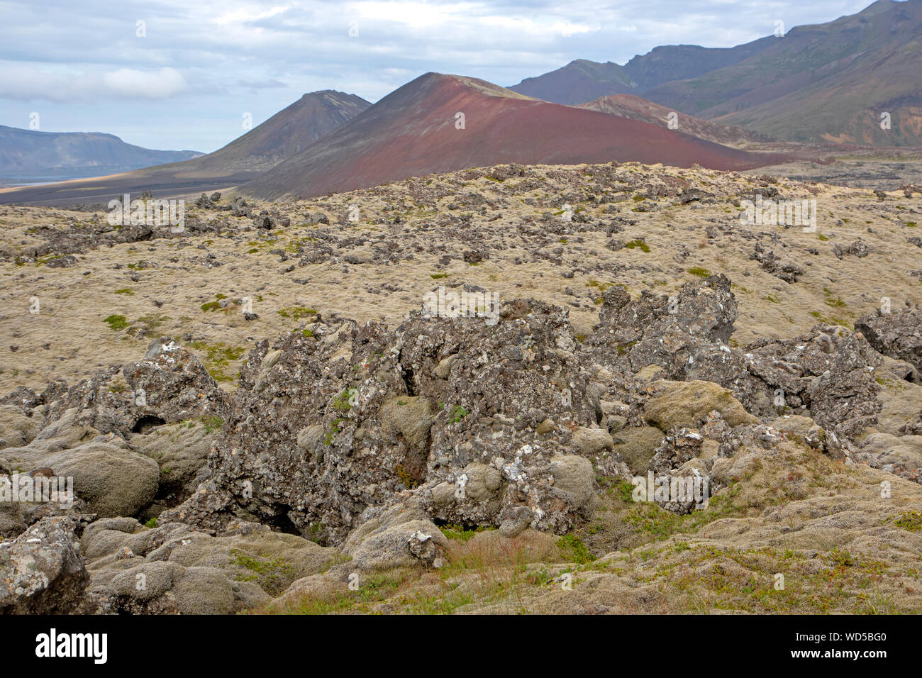 Berserker lava field (Berserkjahraun) on Snaefellsnes Peninsula Stock ...
