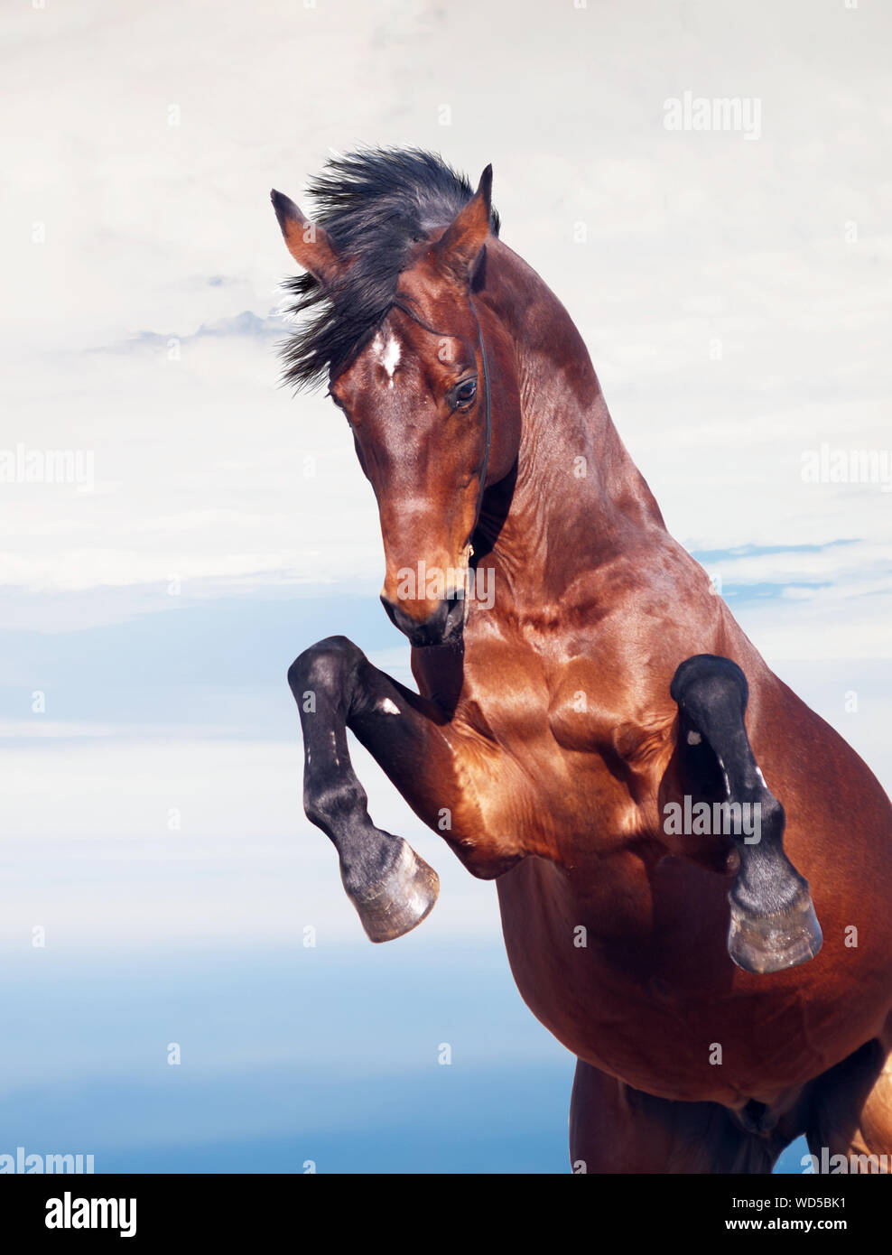 Images Of Horses Rearing