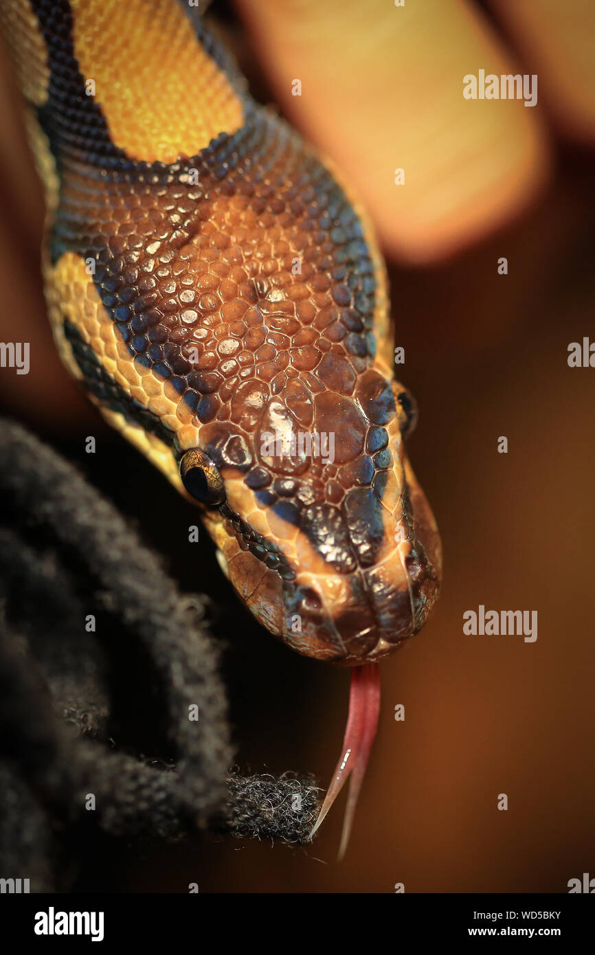 Hissing snake hi-res stock photography and images - Alamy