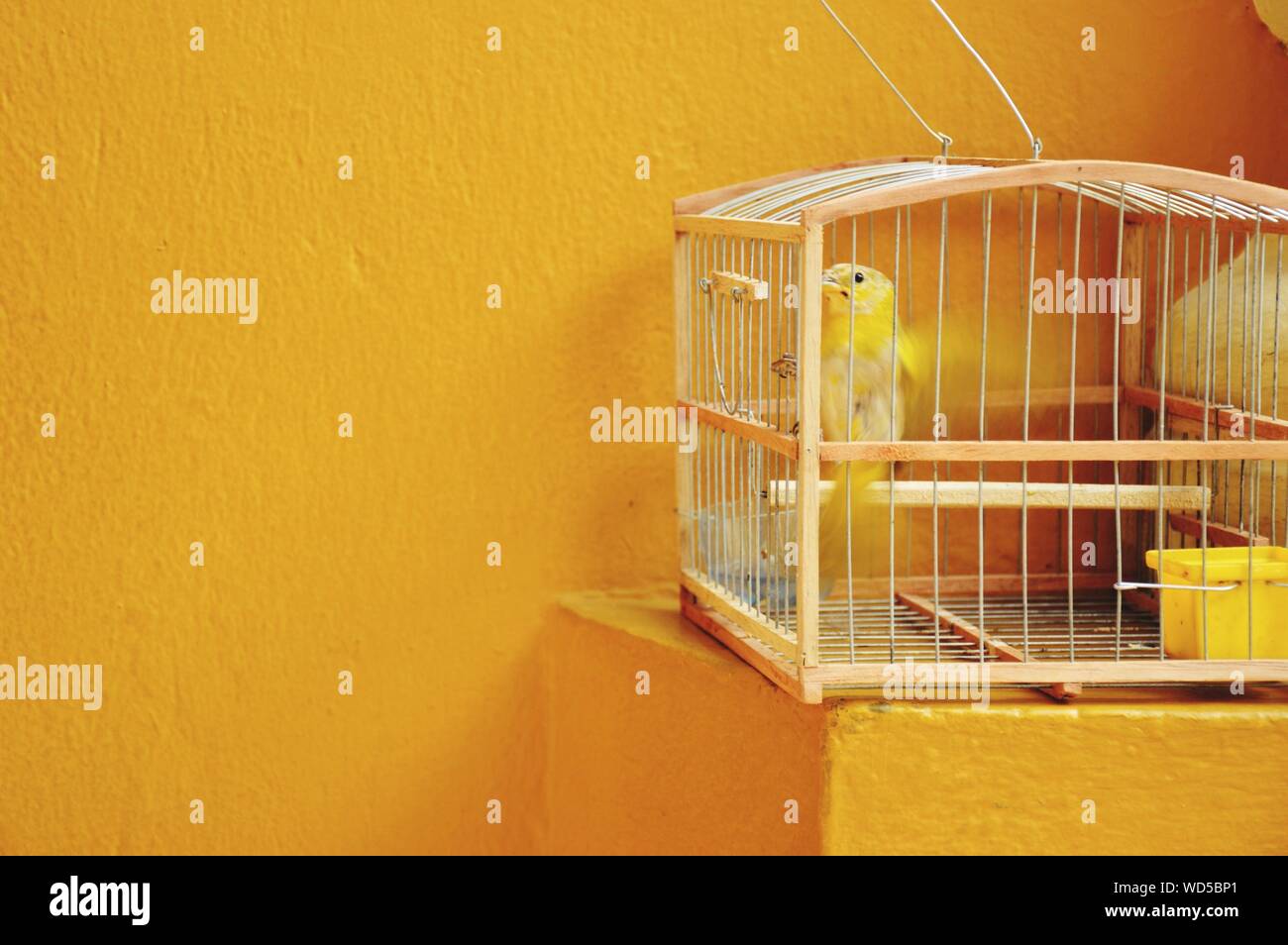 Yellow Bird Cage High Resolution Stock Photography and Images - Alamy