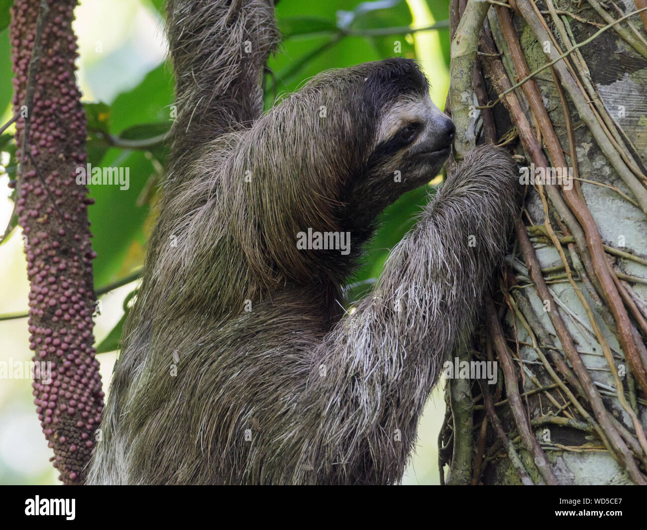 Sloth tree hi-res stock photography and images - Alamy