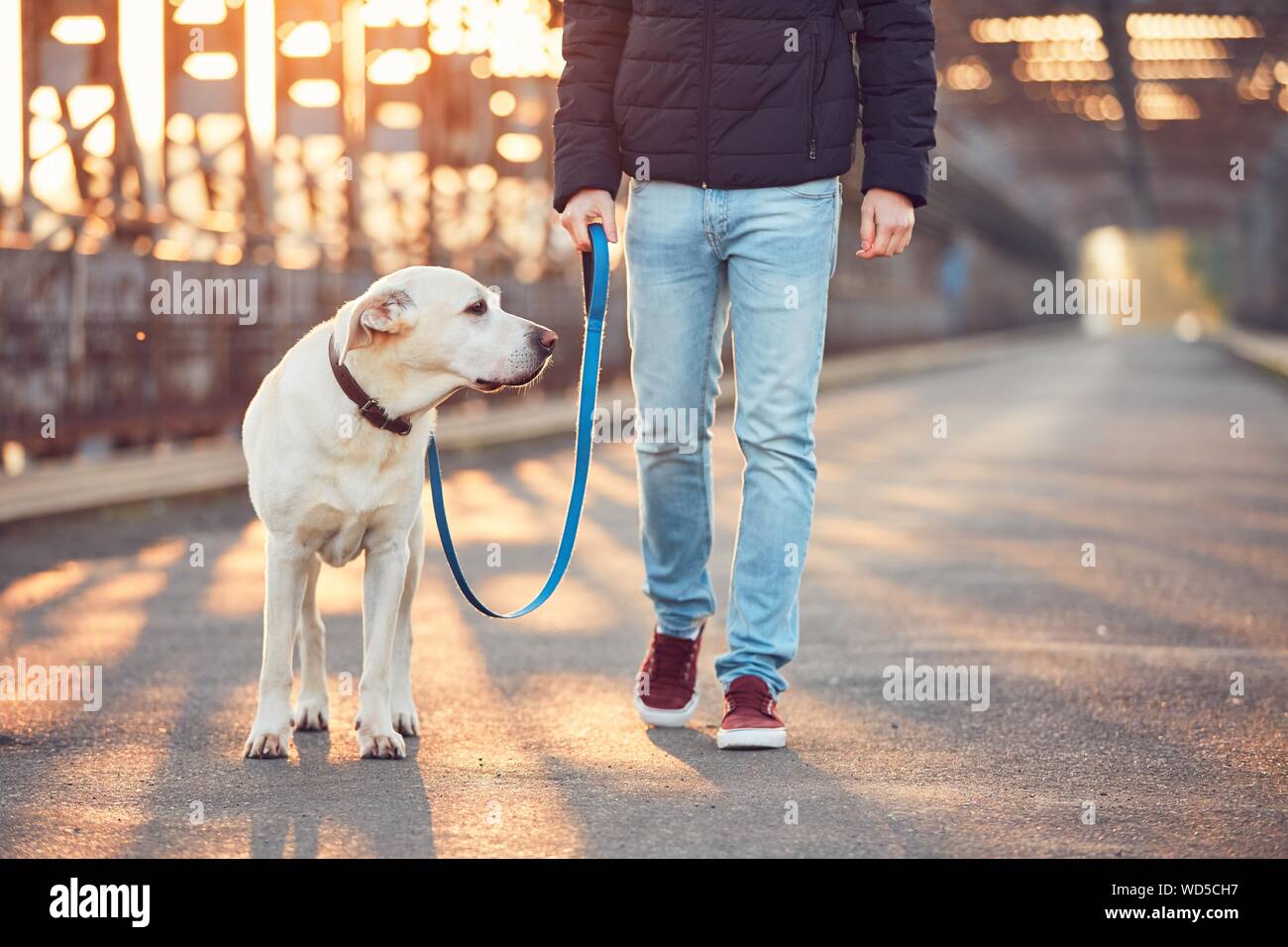 Walking labrador retriever hi-res stock photography and images - Alamy