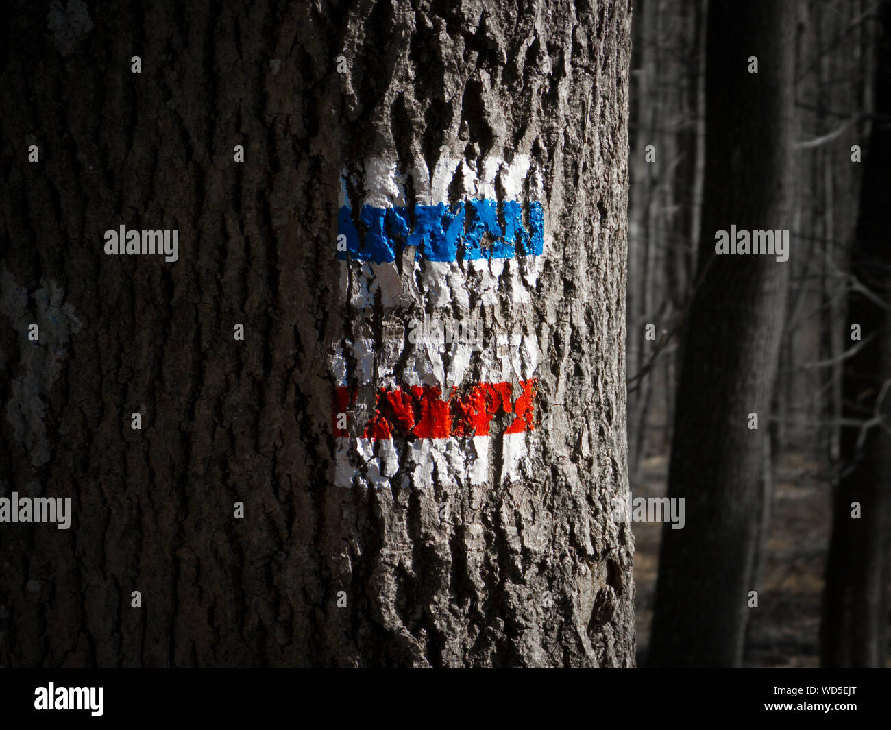 White paint tree hi-res stock photography and images - Alamy