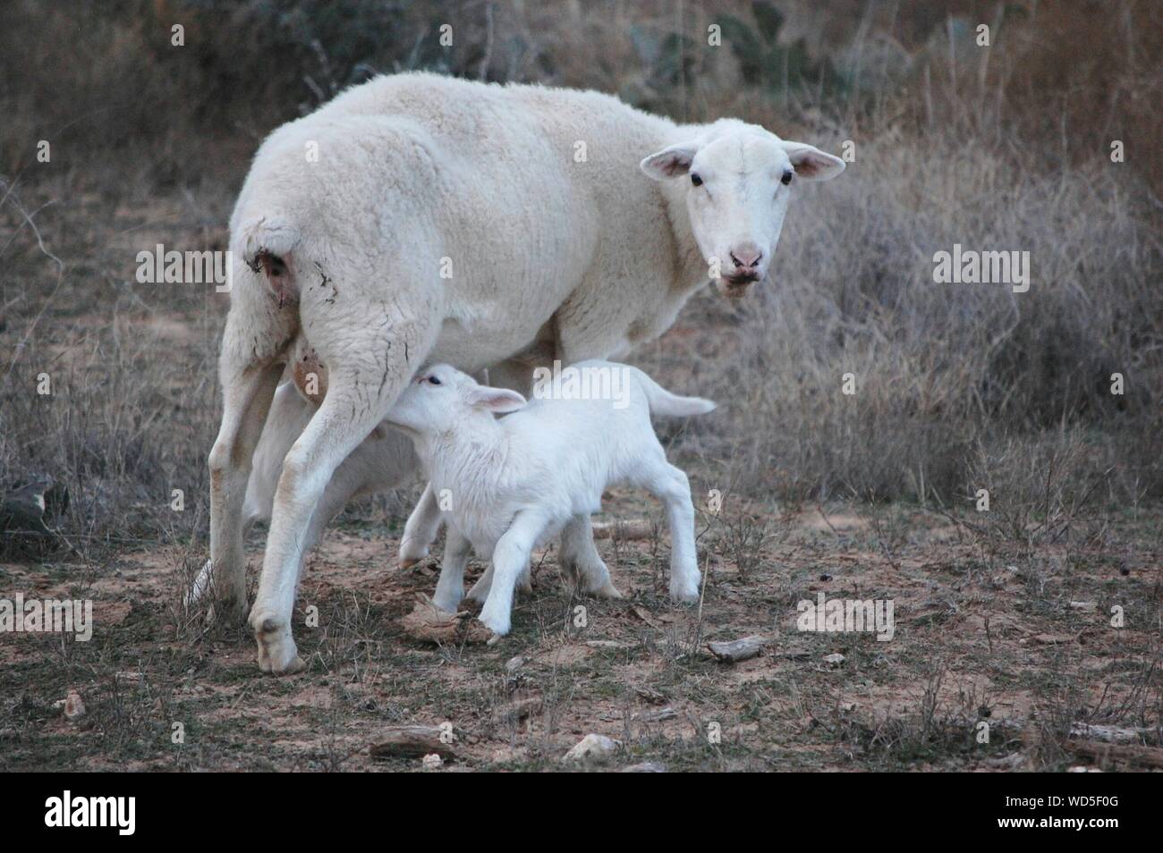 Feeding lambs hi-res stock photography and images - Alamy