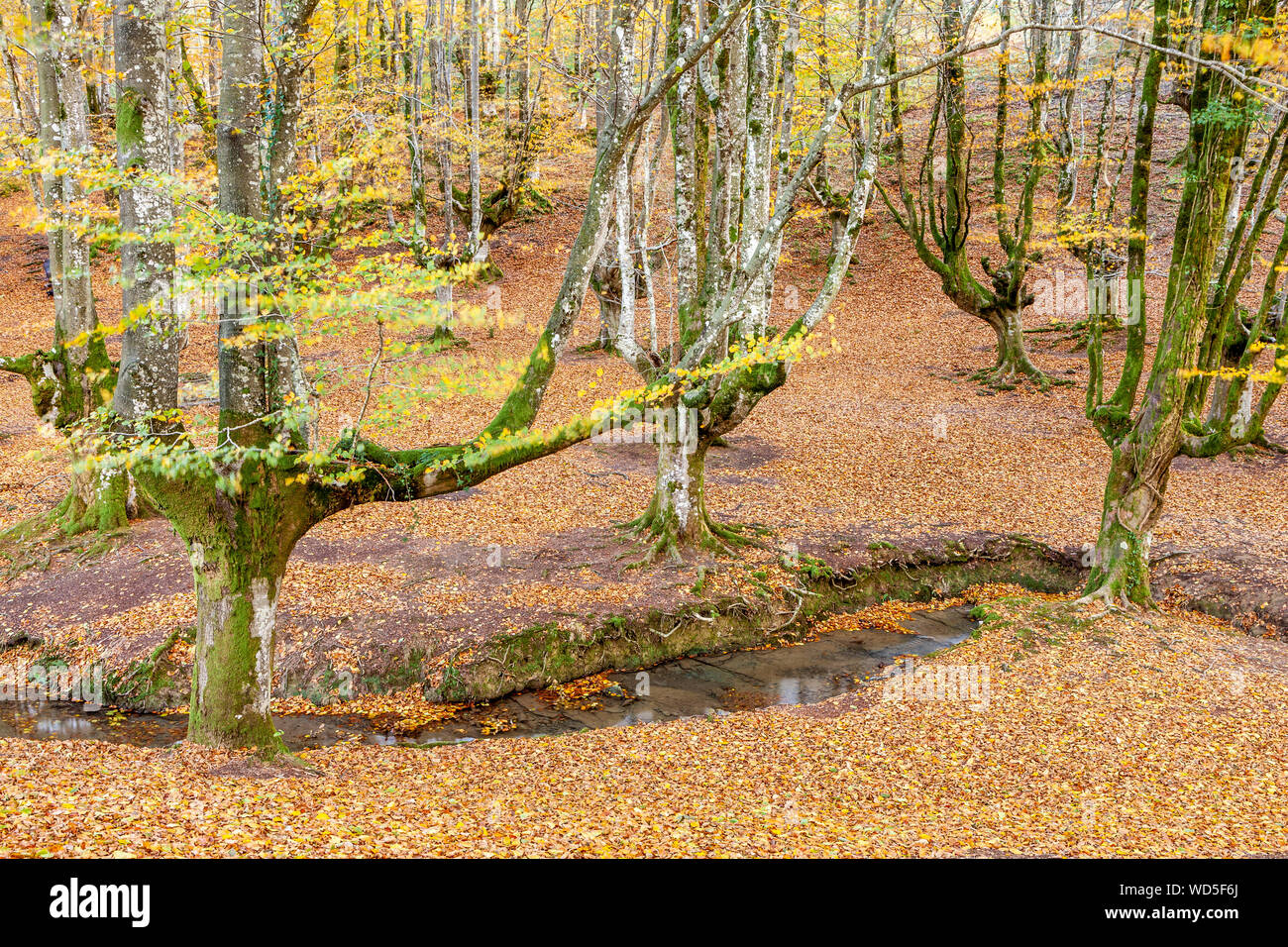 Beech trees forest of Otzarreta, Natural Park of Gorbeia, Vizcaya ...