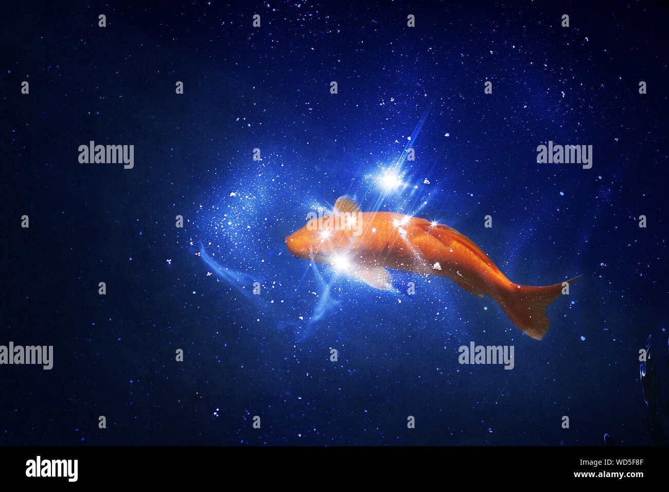 Goldfish in dark blue glowing water, red and yellow japanese koi carp ...