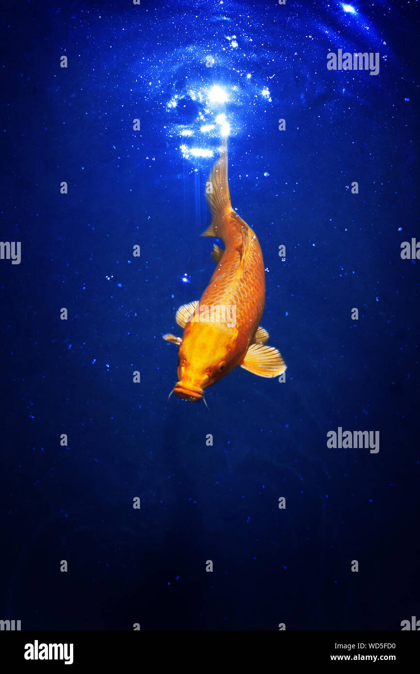 Yellow and red japanese koi carp swims in pond closeup exotic goldfish ...