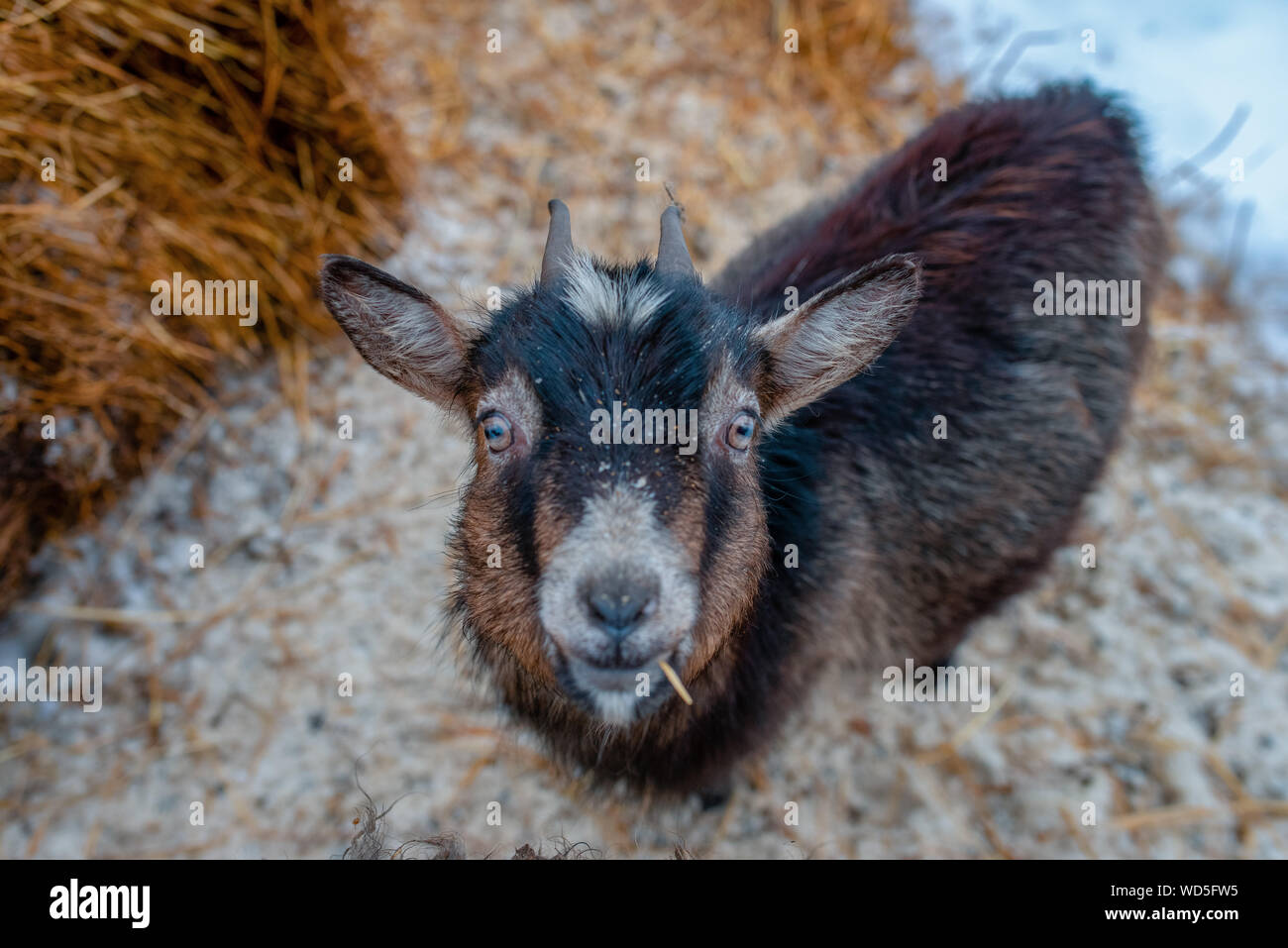 Curious happy goat grazing on a green grassy lawn.Portrait of a funny ...