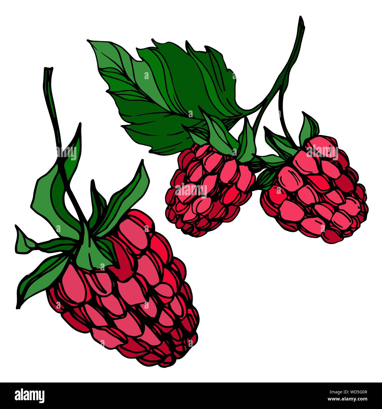 Vector Raspberry healthy food fresh berry isolated element. Black and ...