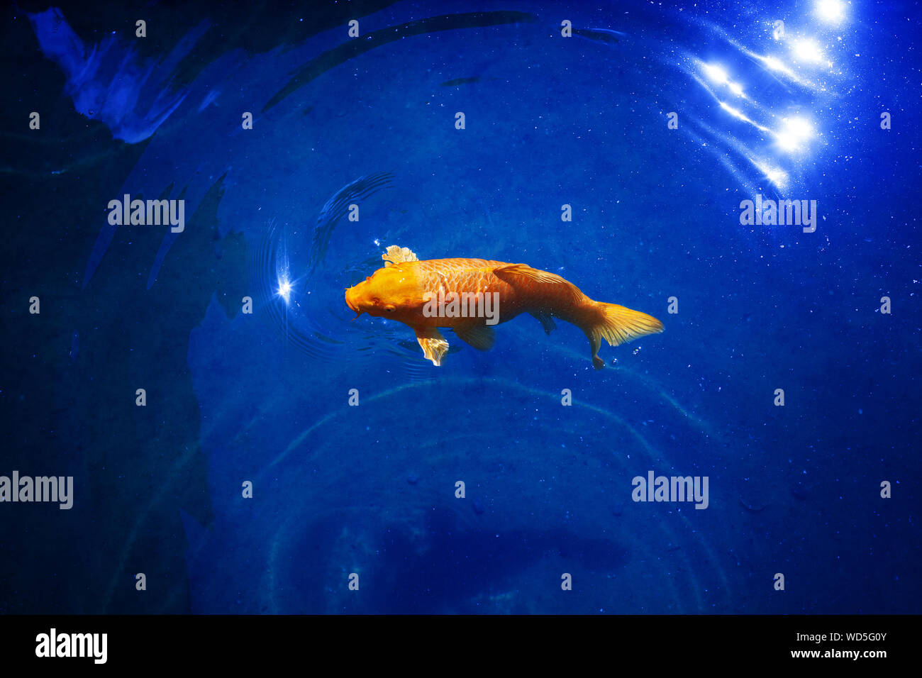 Bright yellow koi carp on dark blue sparkling water background close up ...