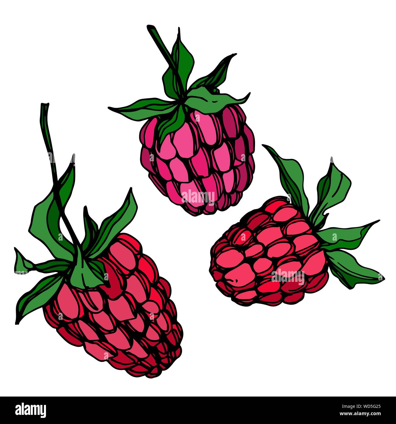 Vector Raspberry healthy food fresh berry isolated element. Black and ...