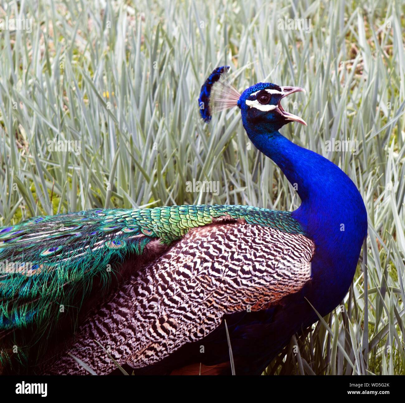 Peacock calling hi-res stock photography and images - Alamy