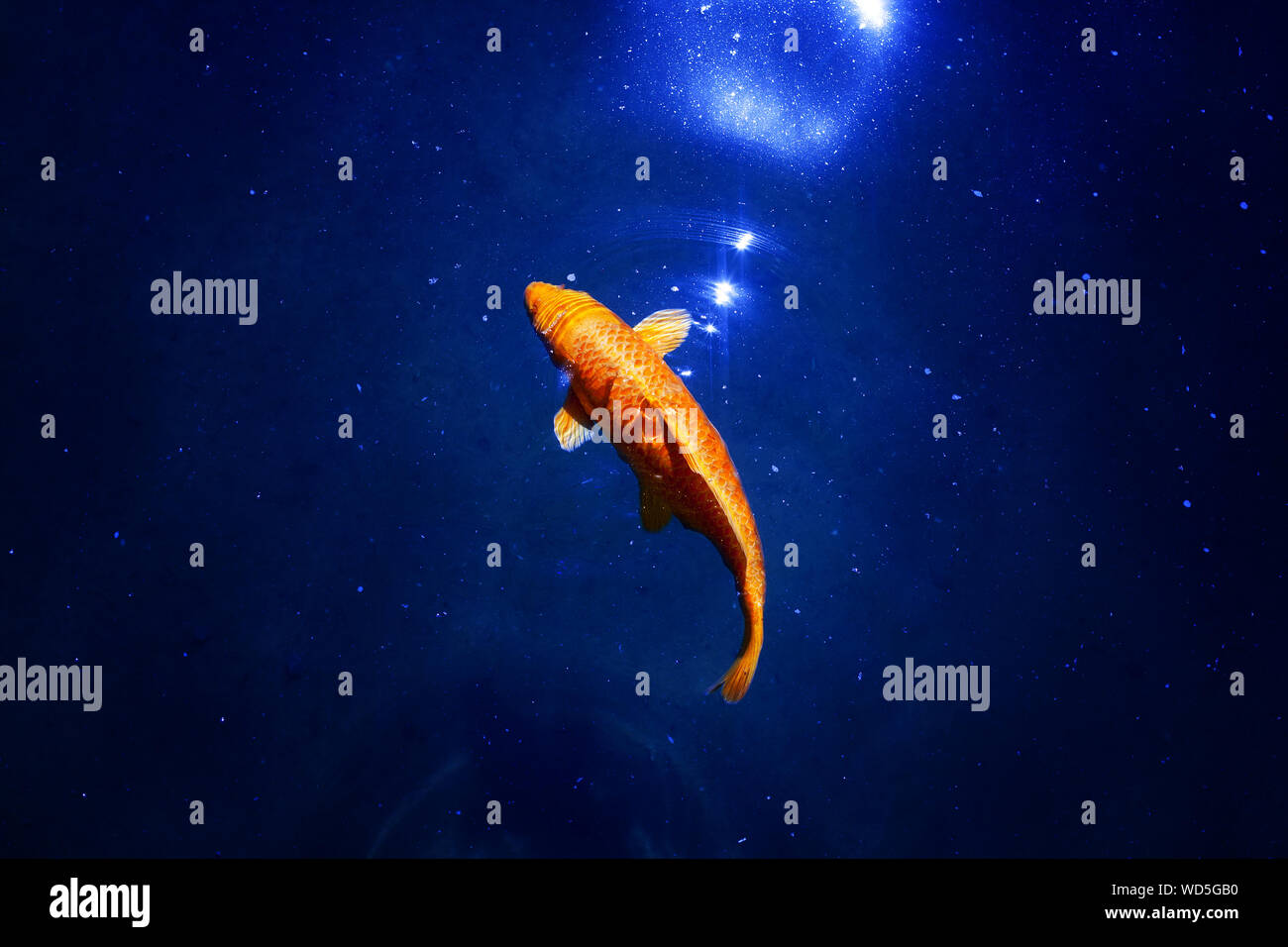 Goldfish in dark blue glowing water, red and yellow japanese koi carp ...