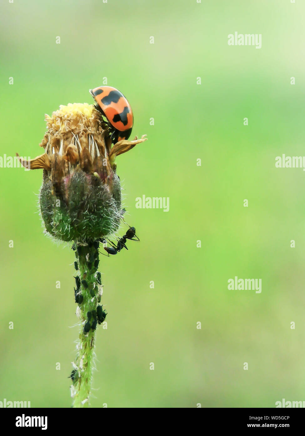 Ladybug and ant hi-res stock photography and images - Alamy