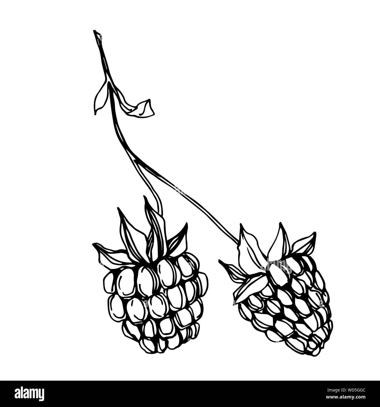 Vector Raspberry healthy food fresh berry isolated element. Black and ...