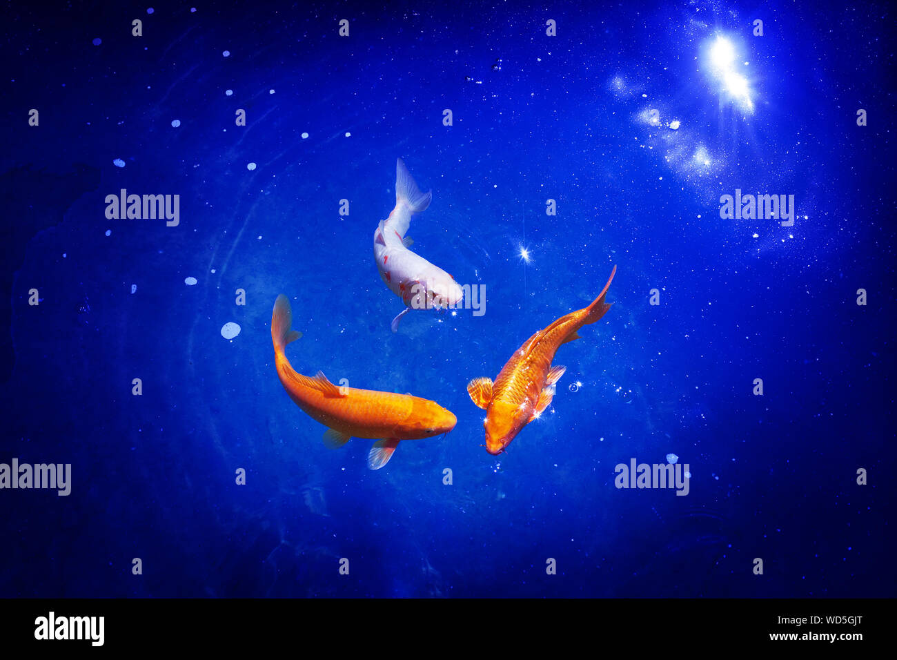 Goldfish constellation hi-res stock photography and images - Alamy