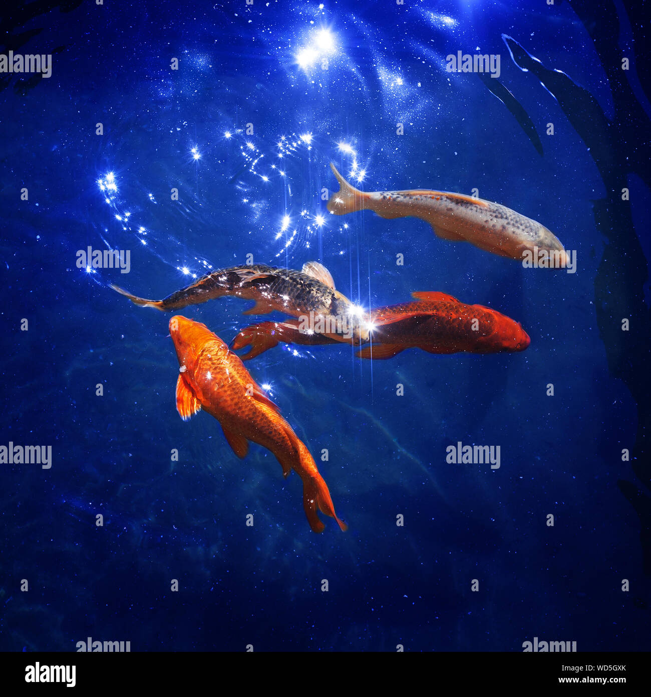 Japanese Koi Fish In Water