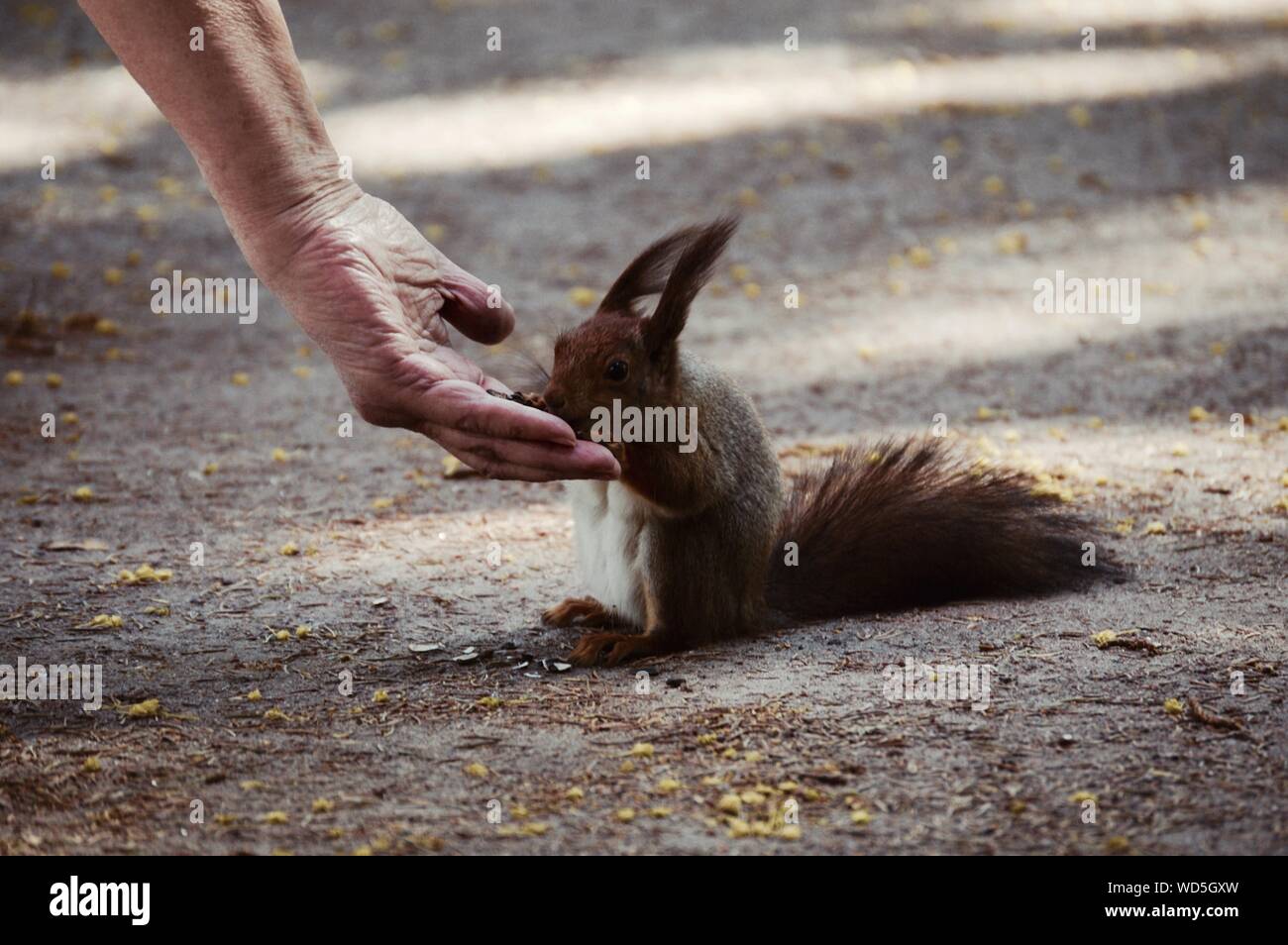 Real Squirrel High Resolution Stock Photography and Images - Alamy