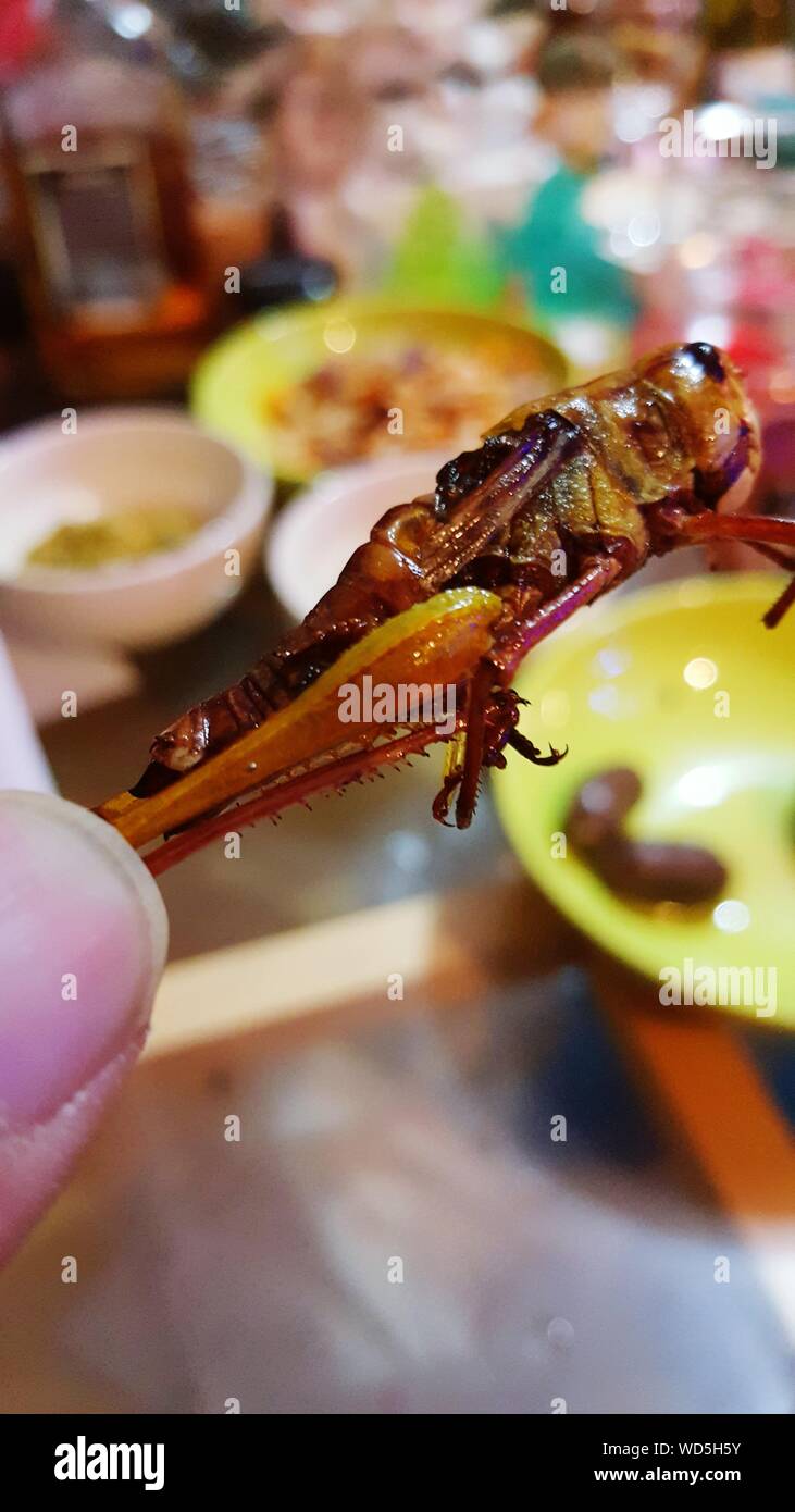 Fried grasshopper hi-res stock photography and images - Alamy