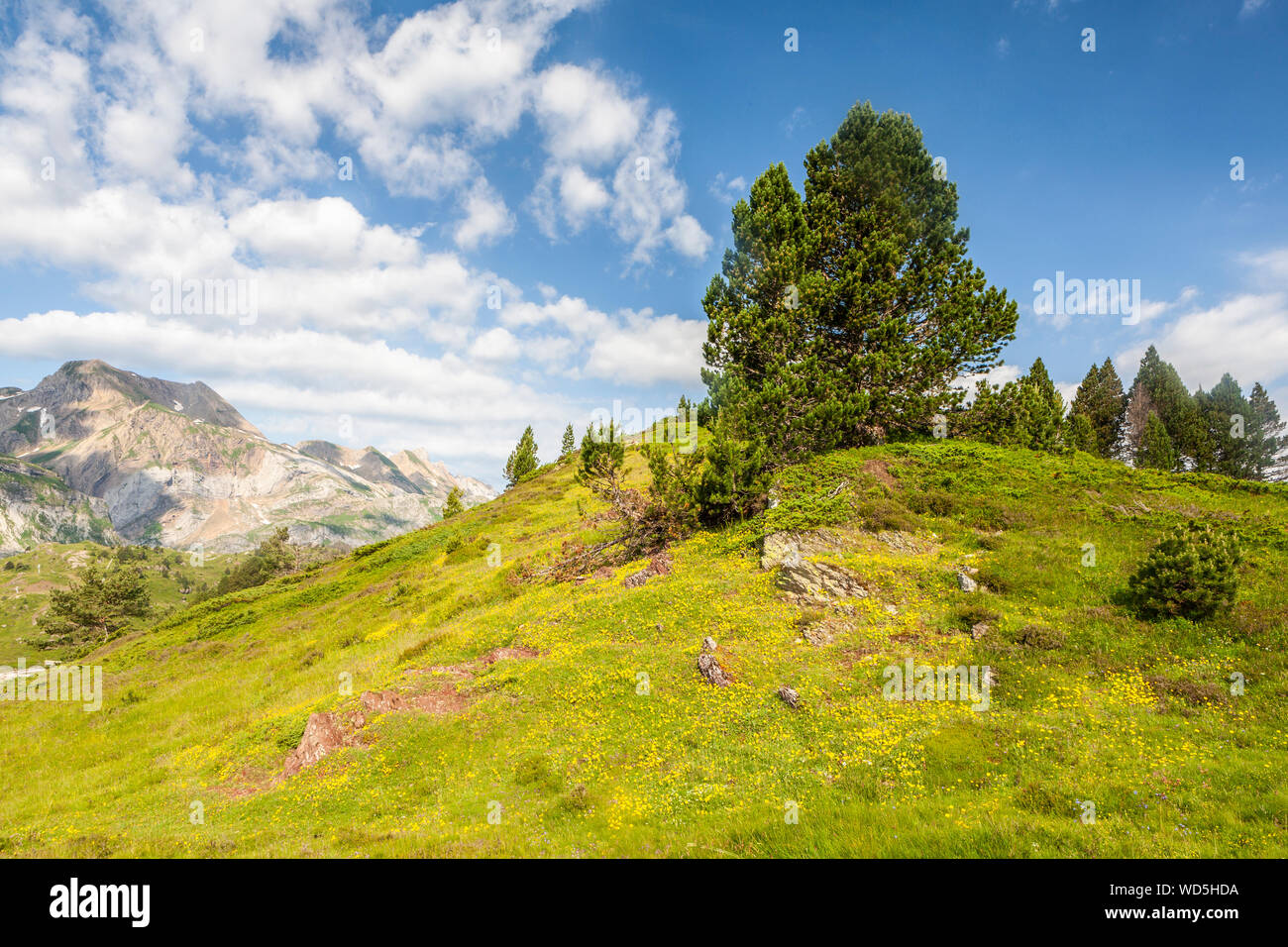 Candanchu tree hi-res stock photography and images - Alamy