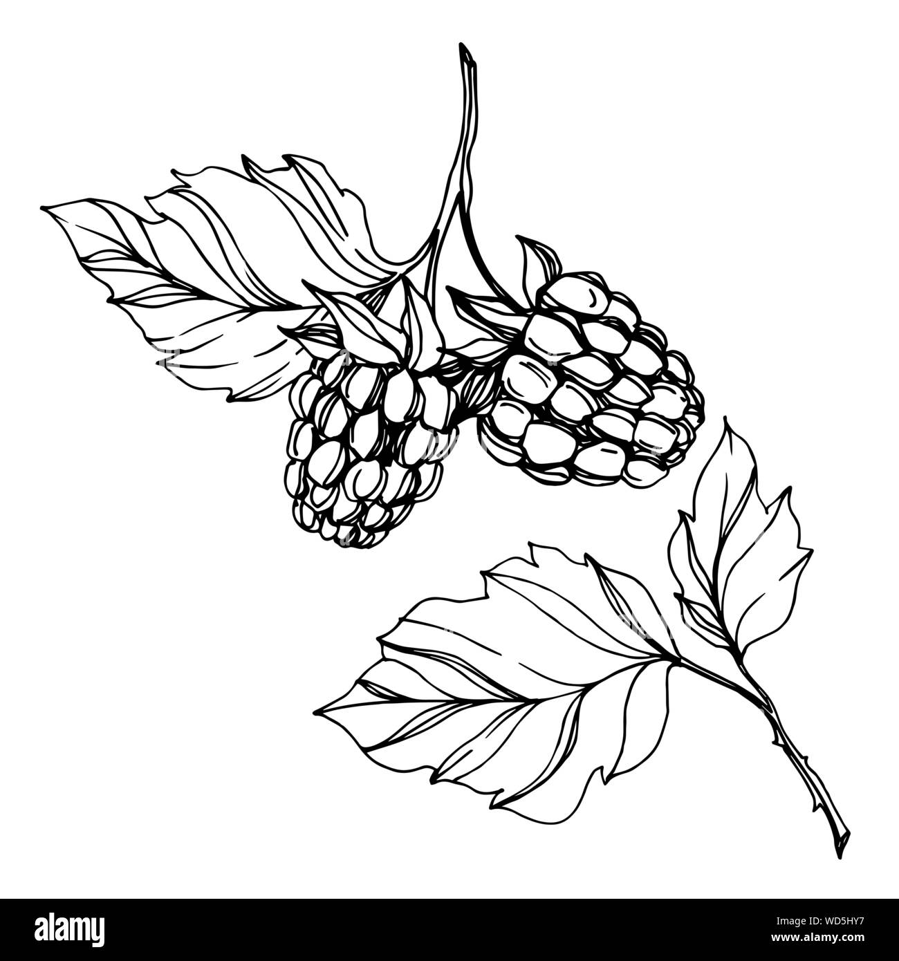 Vector Raspberry healthy food fresh berry isolated element. Black and ...