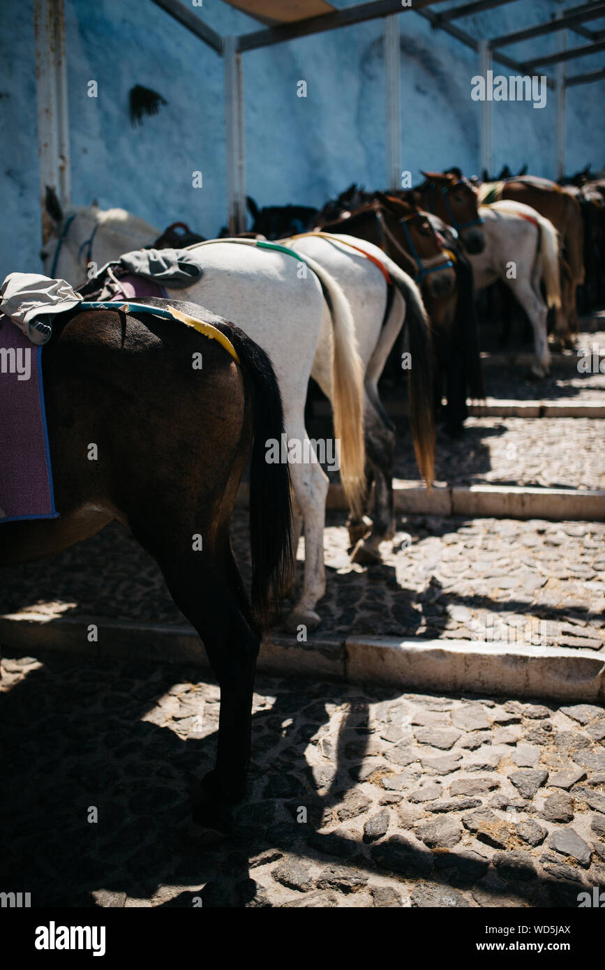 Horses standing row High Resolution Stock Photography and Images - Alamy