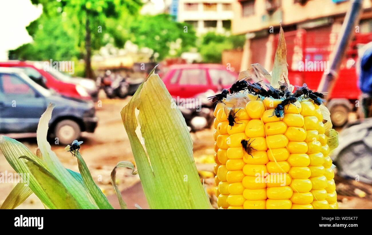 Flies On Food High Resolution Stock Photography and Images - Alamy