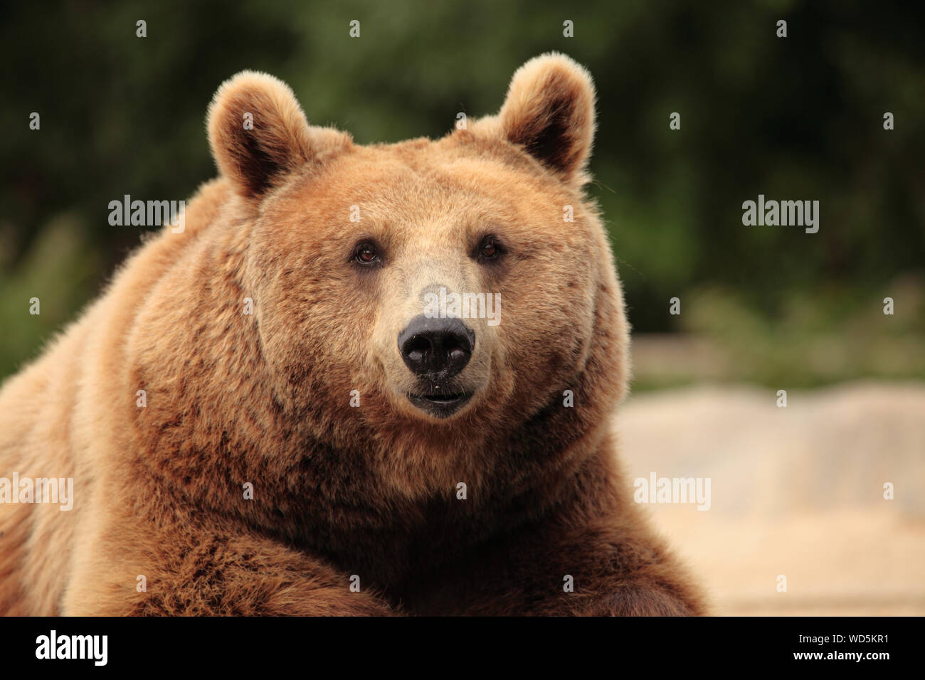 Close Up Portrait Brown Bear High Resolution Stock Photography and ...
