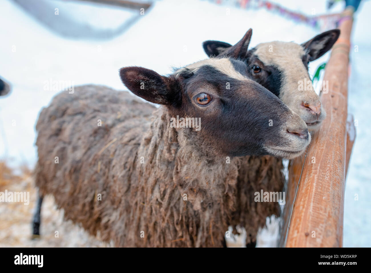 Wooden corral hi-res stock photography and images - Alamy