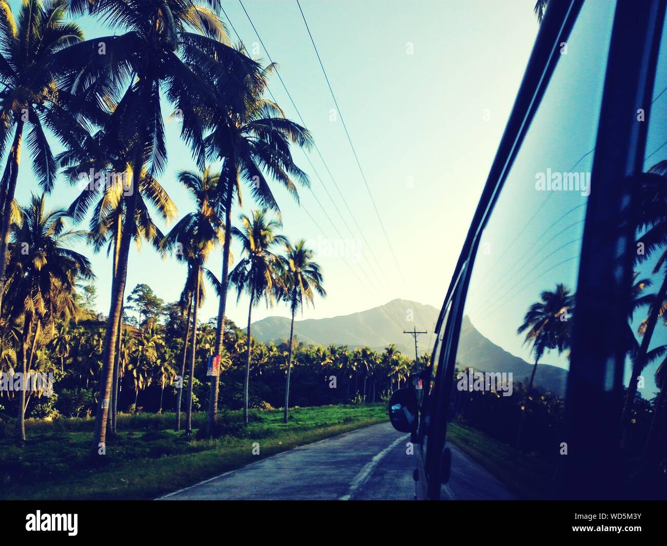 Palm Trees Reflecting On Car Window Stock Photo - Alamy