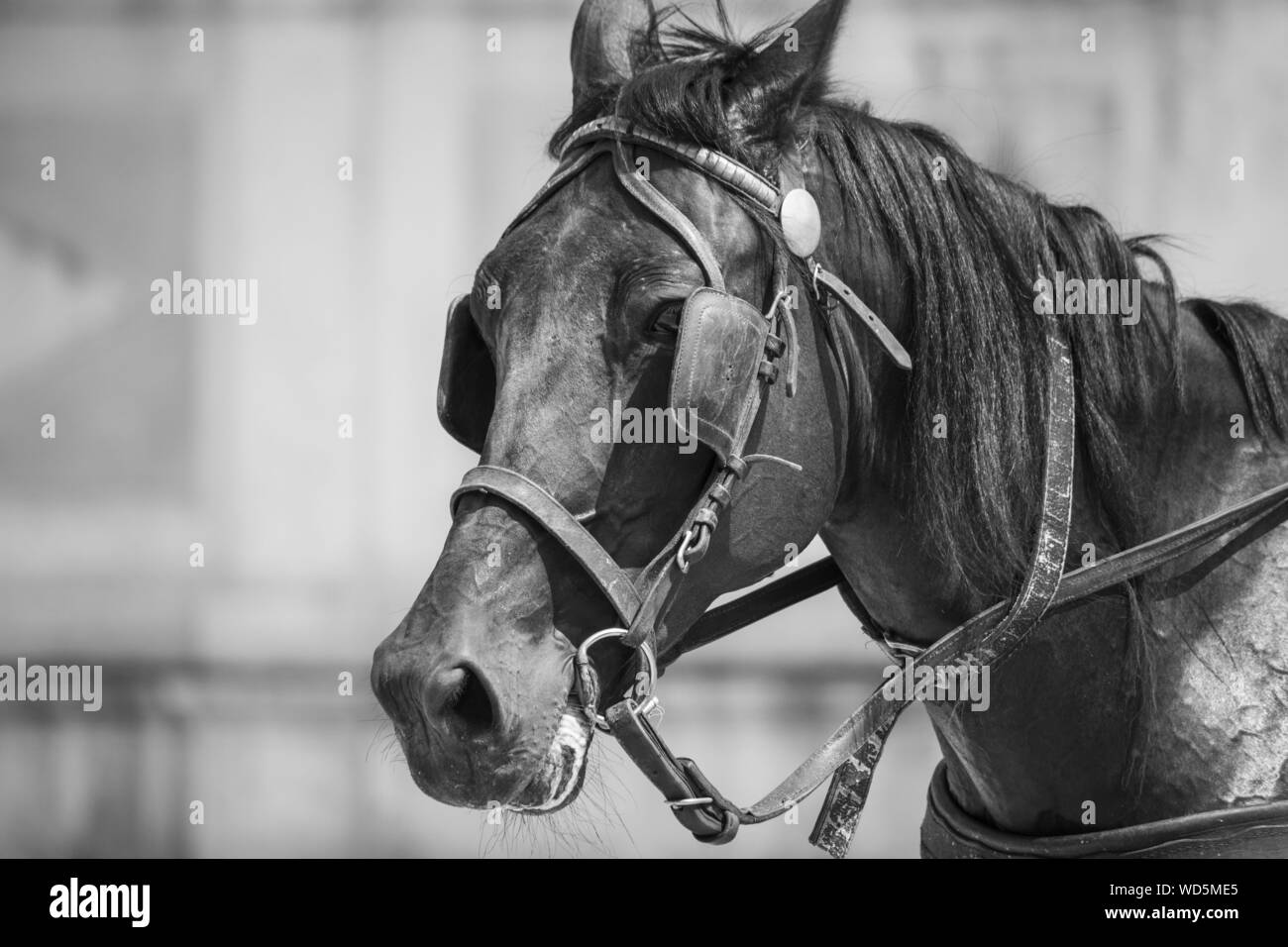 Blinders horse hi-res stock photography and images - Alamy