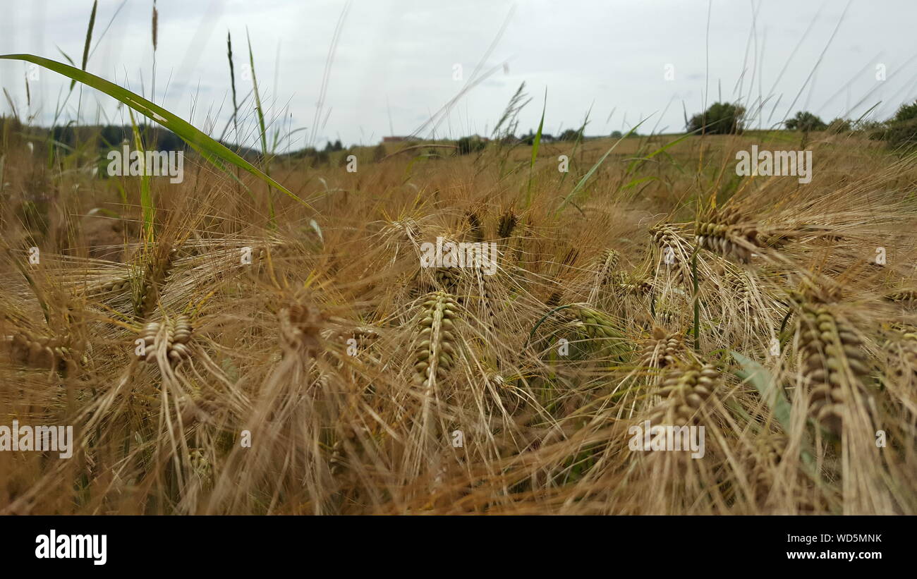 Wheat crops growing field sky cereal plant hi-res stock photography and ...