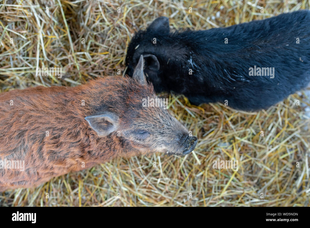 Two pigs barn farm hi-res stock photography and images - Alamy