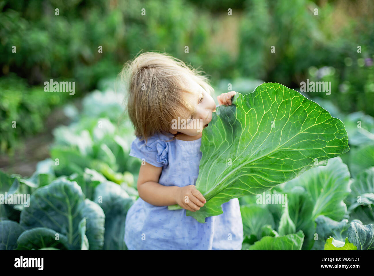 Baby sitting in cabbage plant. Cute little girl on cabbage field ...