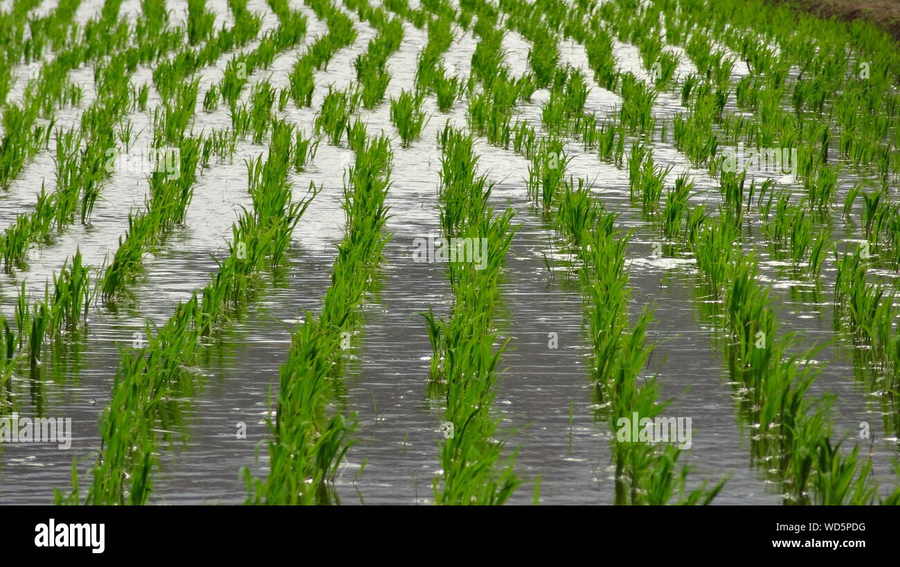 Paddy field pattern hi-res stock photography and images - Alamy