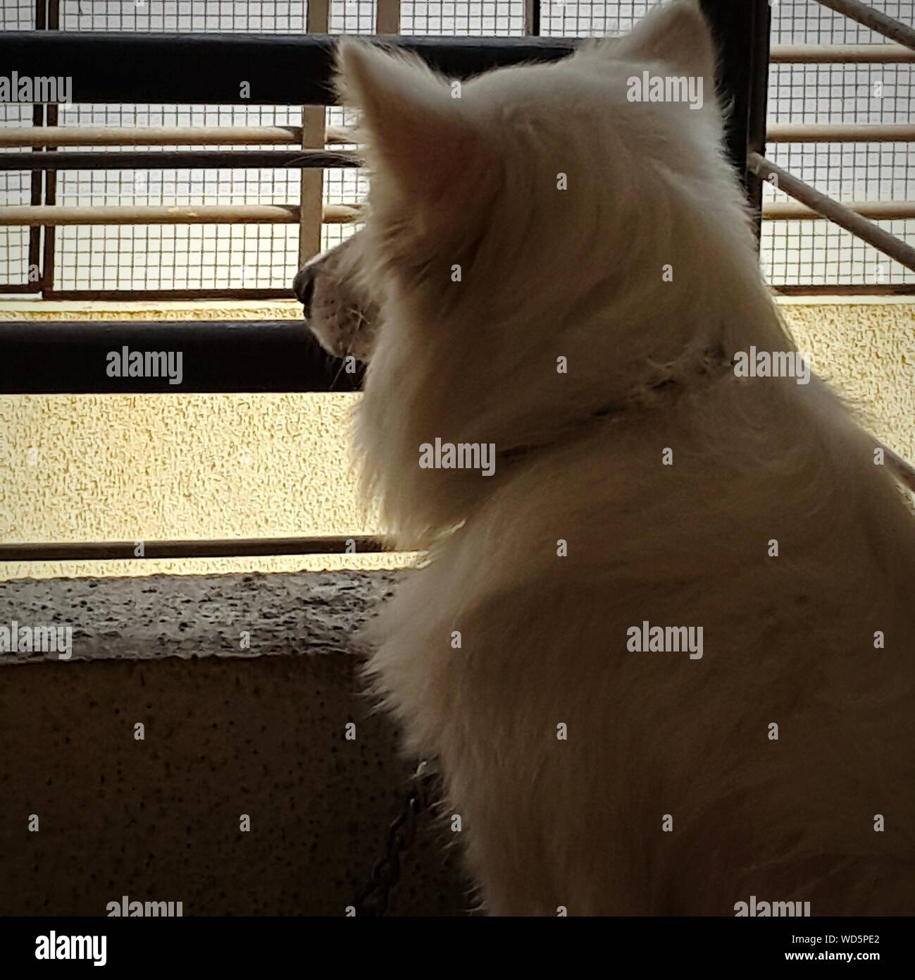 Back of dog hi-res stock photography and images - Alamy