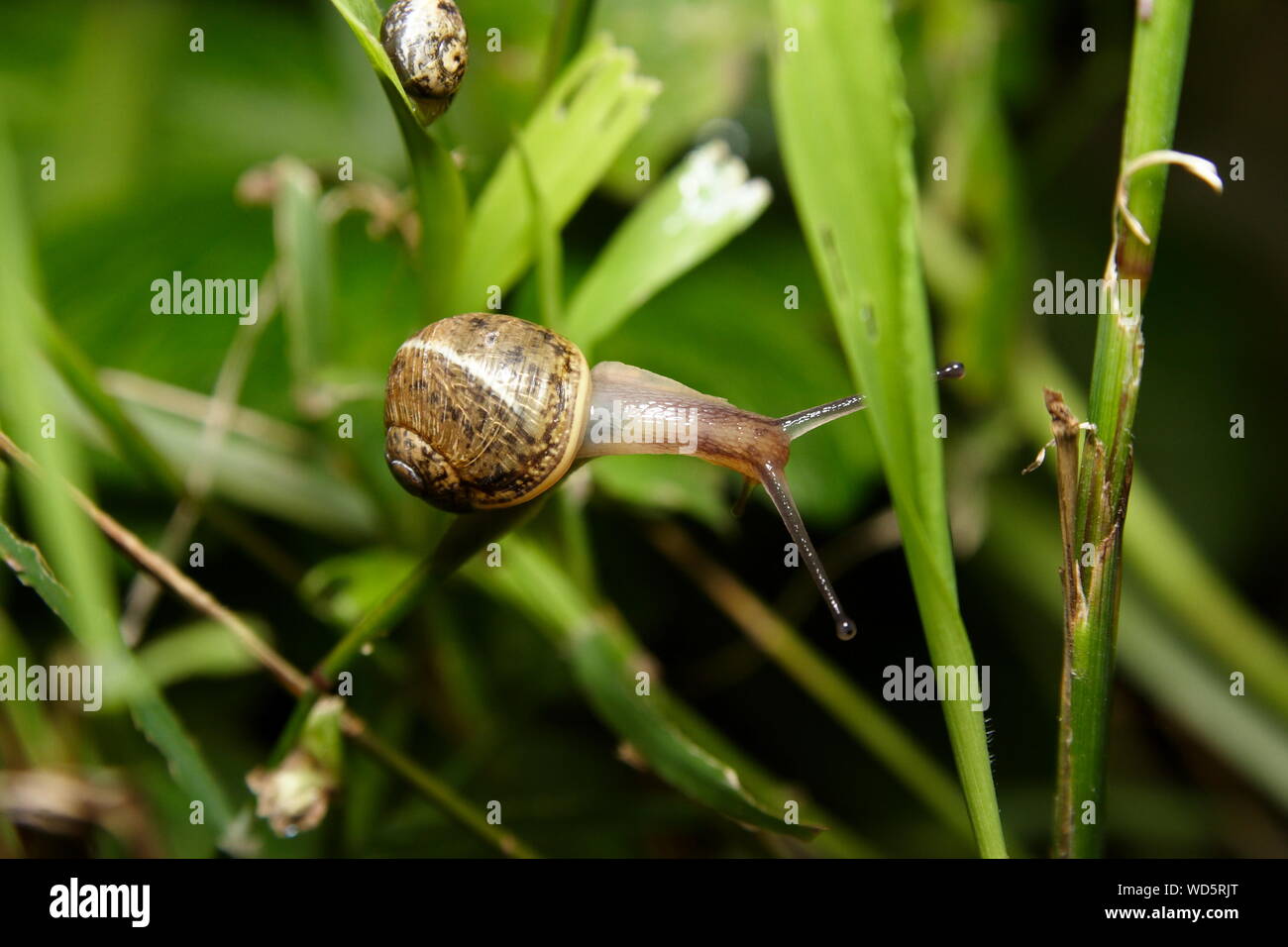 Small garden Snail Stock Photo - Alamy