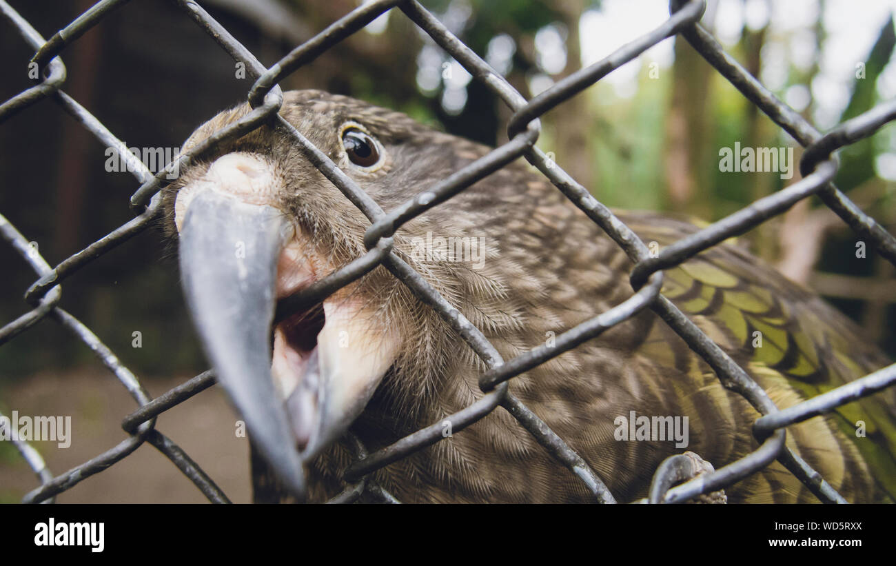Kea close up hi-res stock photography and images - Alamy