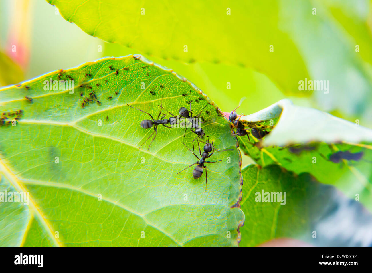 Ant insect on a leaf of a plant. Macro photo Stock Photo - Alamy