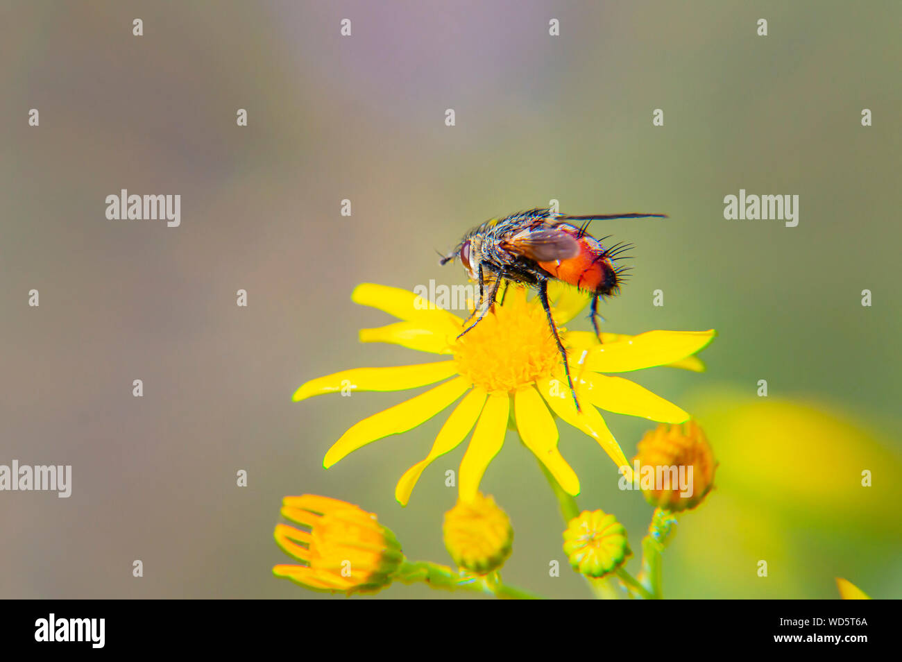 Fly insect on a yellow flower plant. Macro foto Stock Photo - Alamy