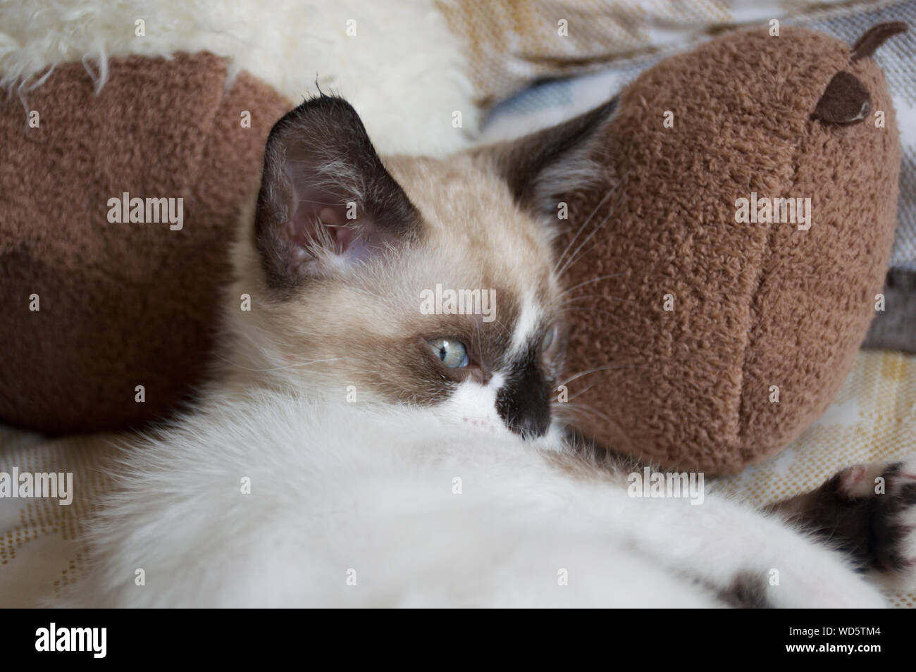 Gato pequeno hi-res stock photography and images - Alamy