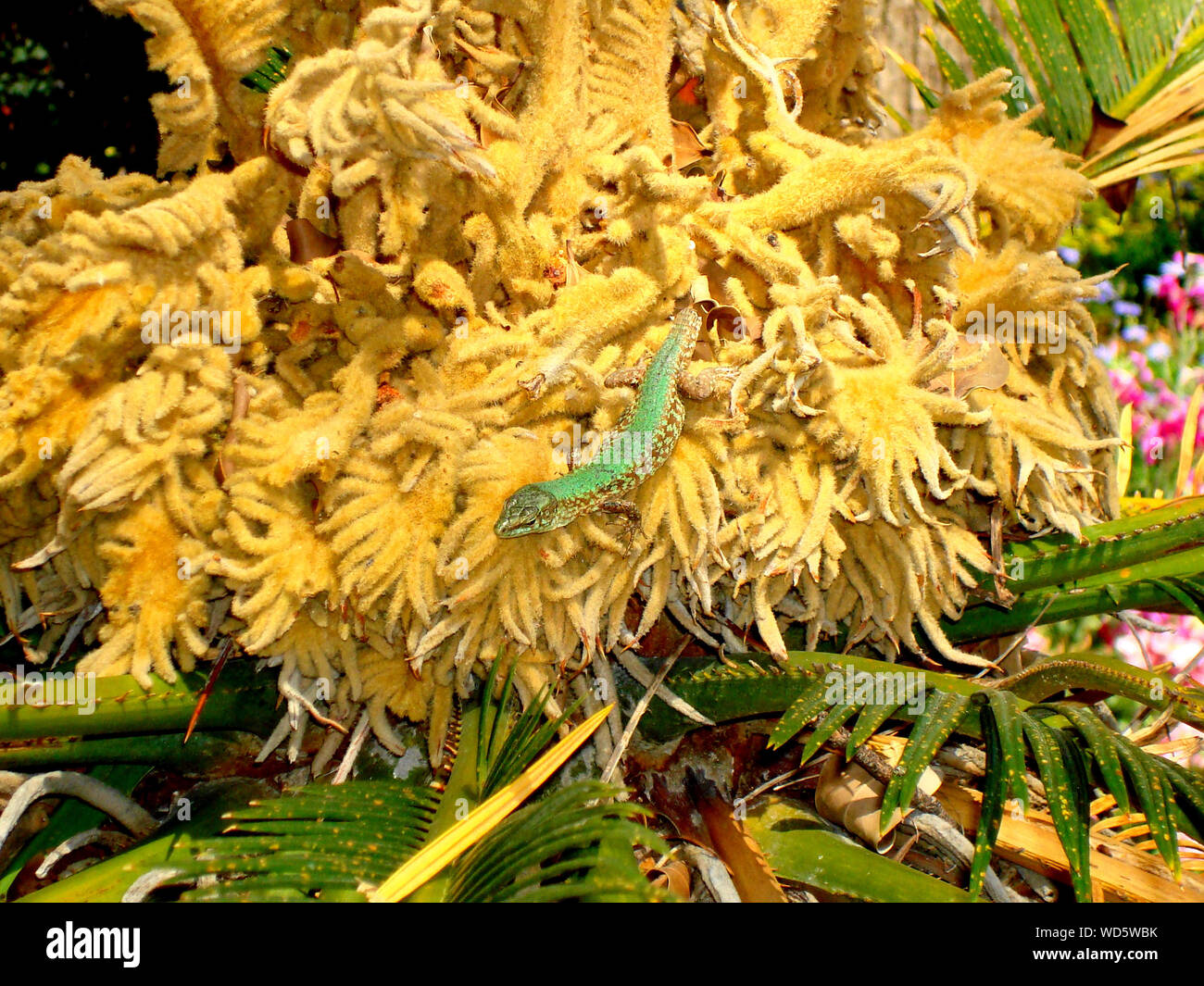 Sea marigold hi-res stock photography and images - Alamy