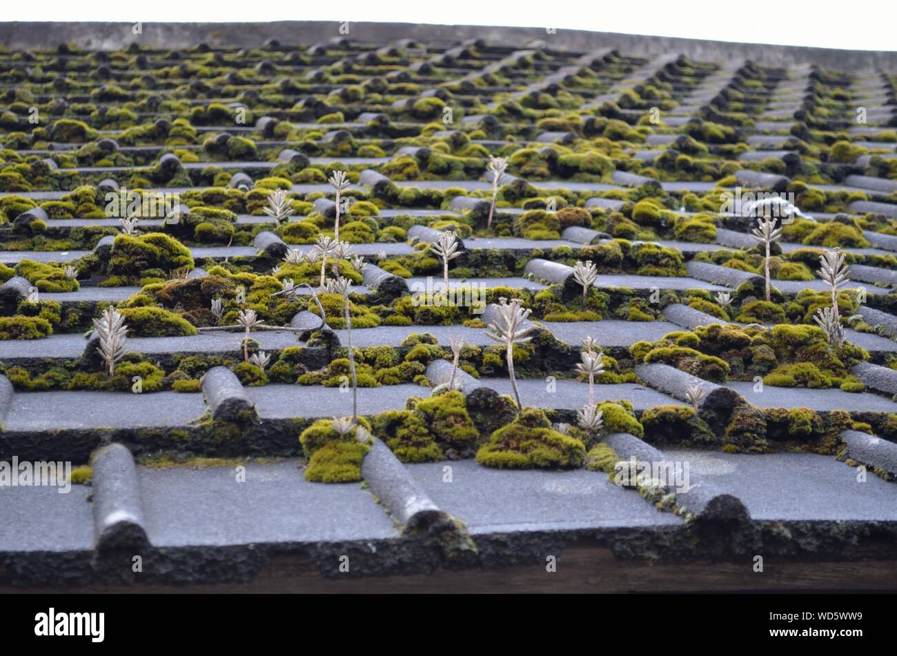 Moss covered roof tiles hi-res stock photography and images - Alamy