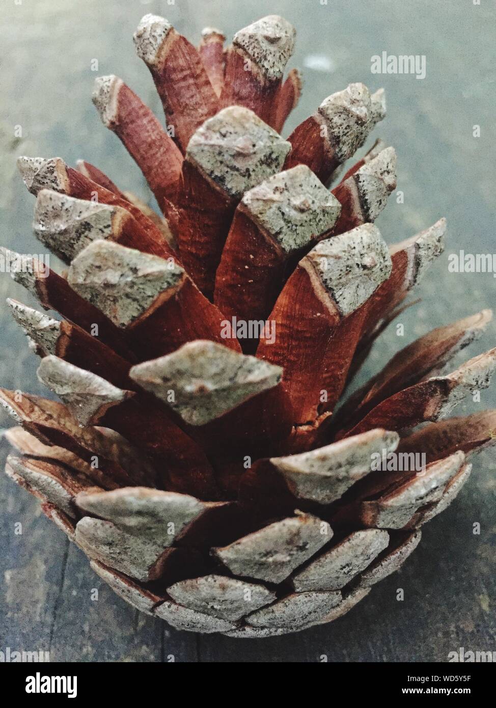 Detail pine cone hi-res stock photography and images - Alamy